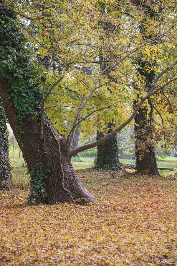Tilted Tree in Forest at Autumn with Golden Leaves Stock Image - Image ...