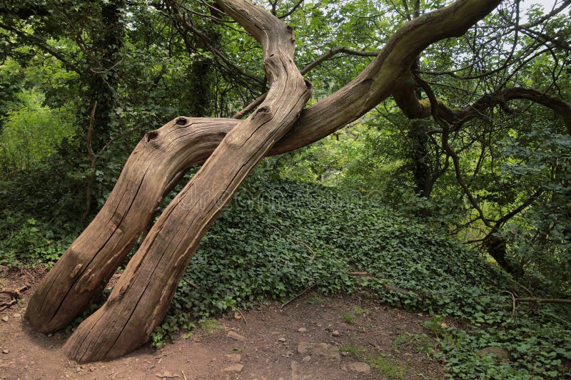 Tilted tree by creek stock photo. Image of growth, rural - 132054600