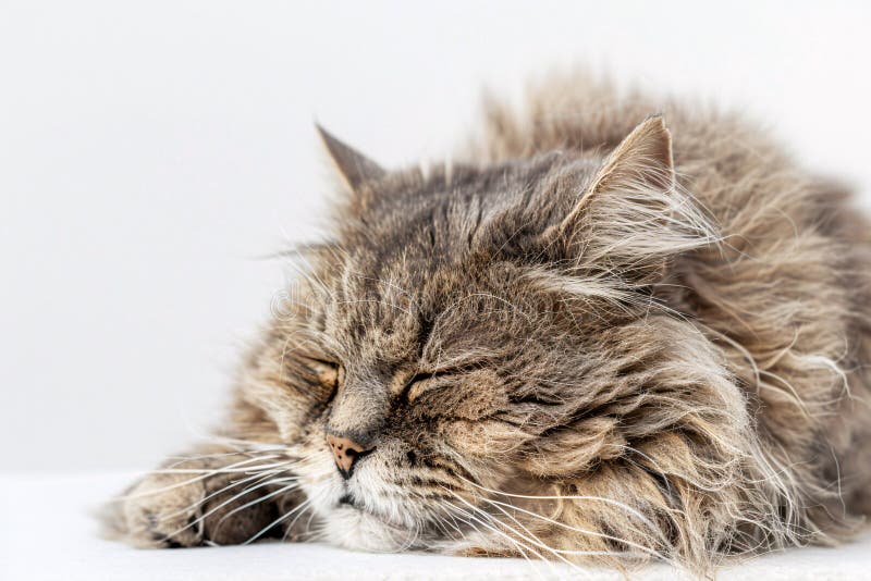 Old Tired Cat with Long Fur Sleeping in Front of White Background Stock ...