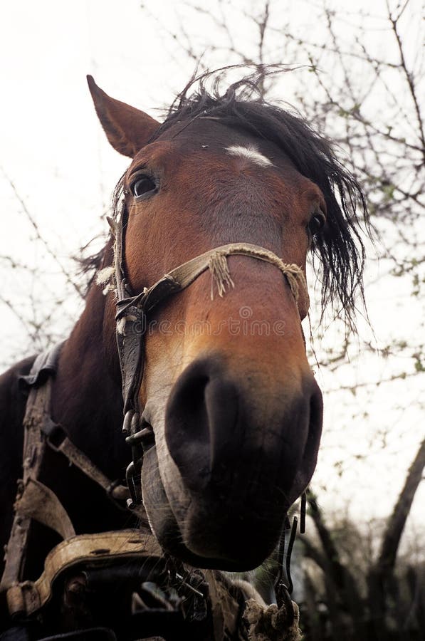 Tired Horse stock photo. Image of stallion, coat, mammal - 7336216