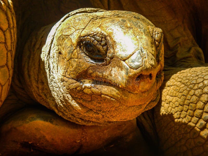 Old tired tortoise face stock image. Image of texture - 150341887