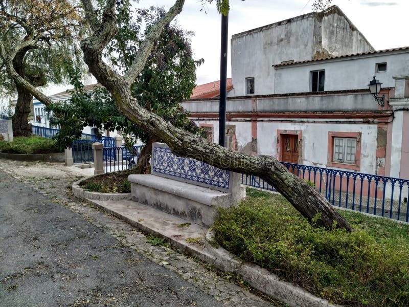 Old Tired Tree Leaning for the Bench To Rest a Little. Stock Photo ...