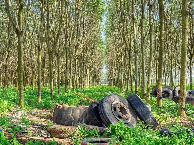 Old Tires and Rubber Tree Forest Stock Photo - Image of asia, outdoor ...