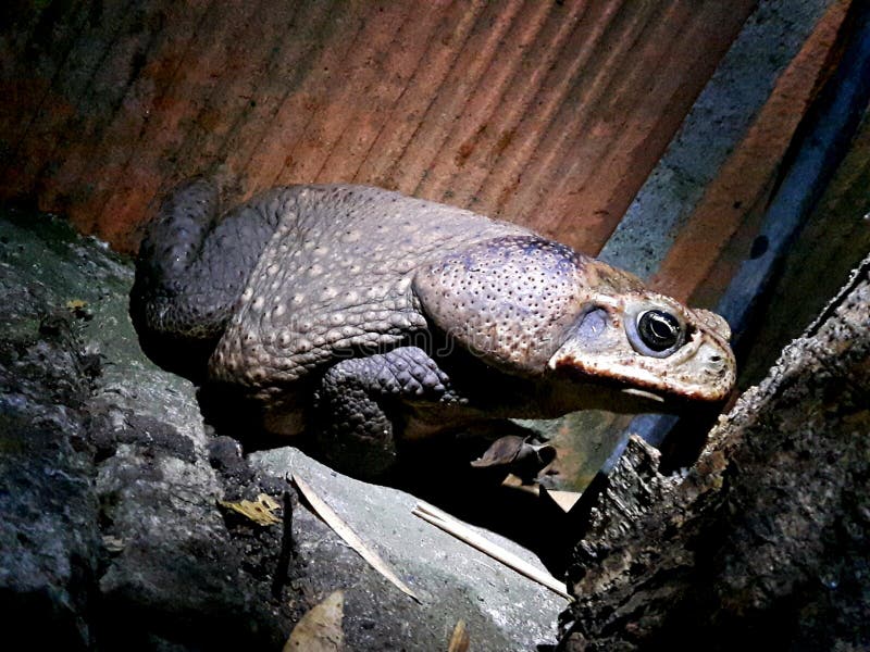 Old toad stock image. Image of ancient, rica, large - 122481679