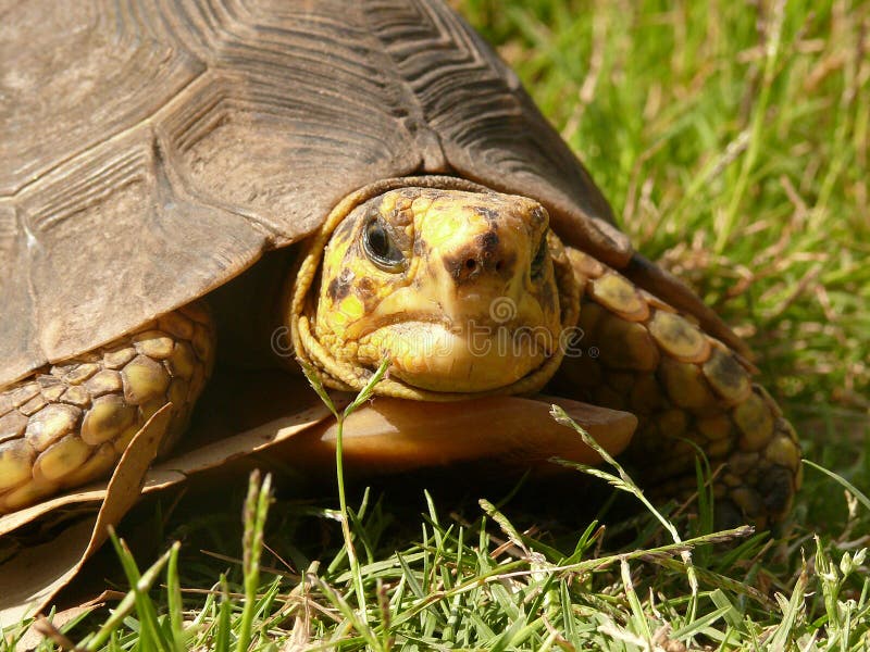 Tortoise running stock image. Image of tortoise, fast - 4866487
