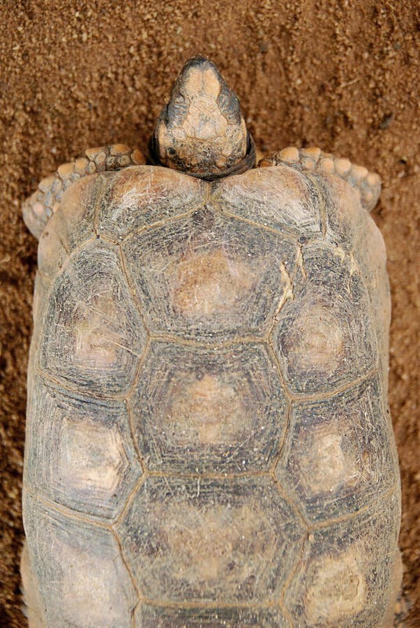 An Old Tortoise with Dull Shell Texture from Top View Stock Photo ...