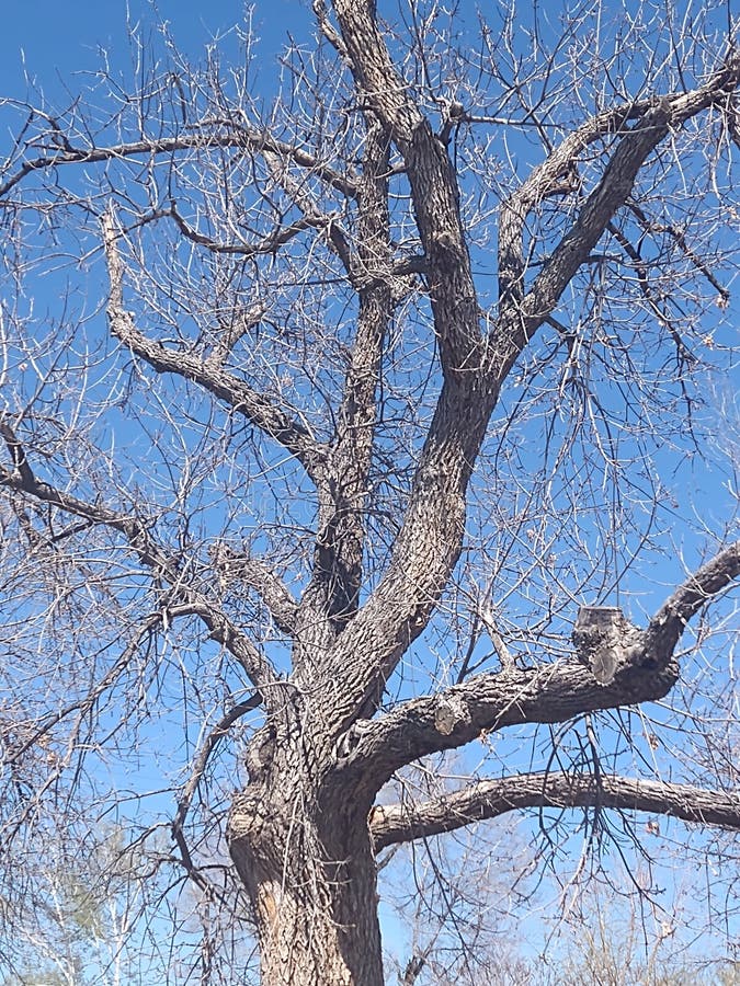 Old Tough Tree Survives Again Stock Image - Image of surviv, tree ...