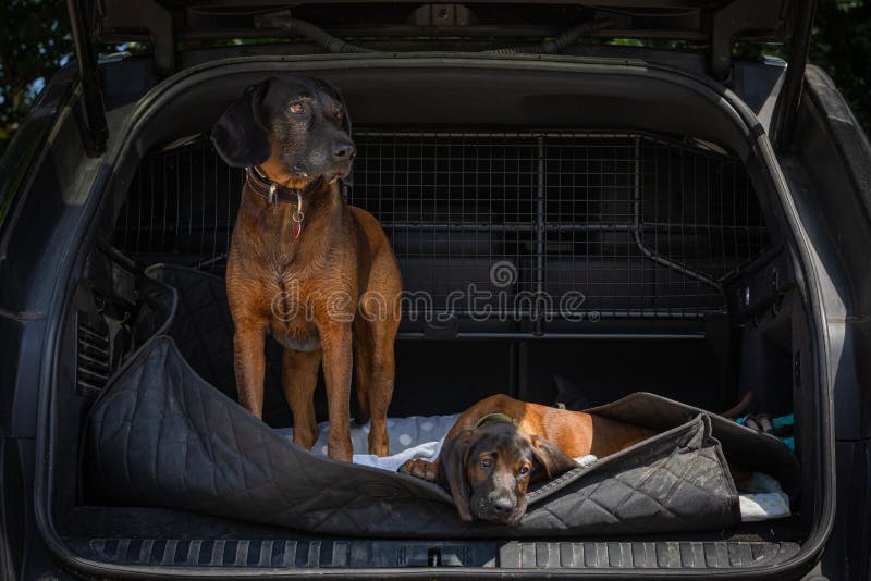 Old Tracker Dog Watches Over Puppy Stock Photo - Image of walk, sniffer ...
