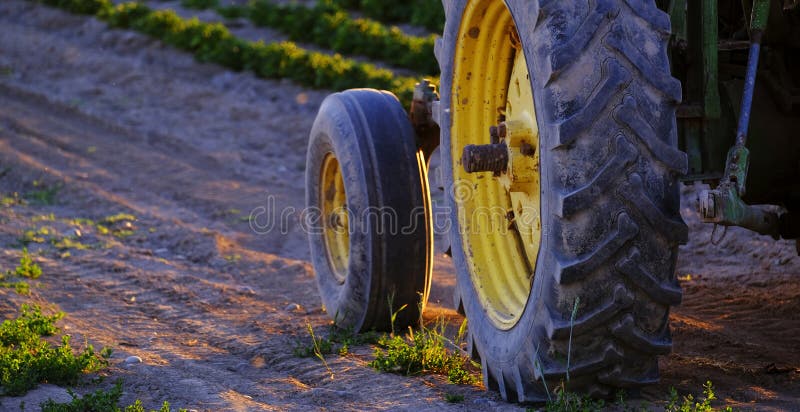 Old Tractor in Farm Field with Growing Crops Sunlight Stock Photo ...