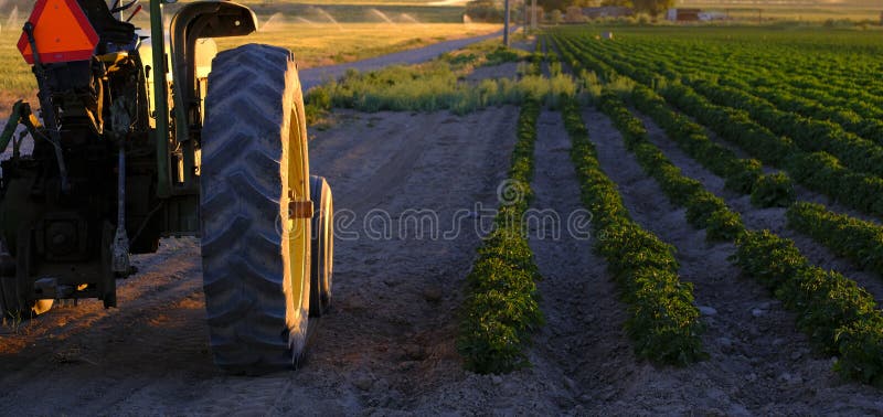 Old Tractor in Farm Field with Growing Crops Sunlight Stock Image ...
