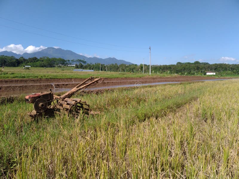 Old Tractor in the Middle of Rice Field Stock Photo - Image of ...
