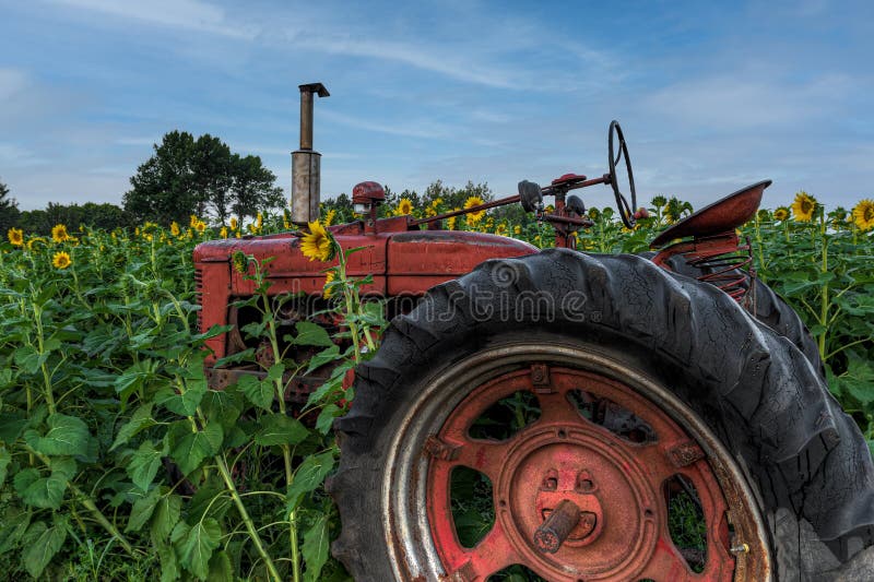 Old Tractor in Sunflower Field Stock Photo - Image of natural, bright ...
