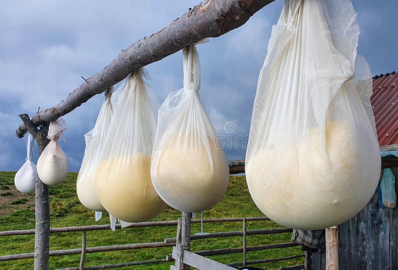 Old Traditional Way of Cheese Making by Drying it in the Sheepfold ...
