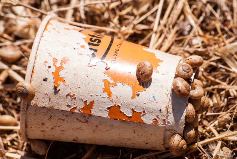 An Old Paper Coffee Cup in the Grass Covered in Snails. Environmental ...