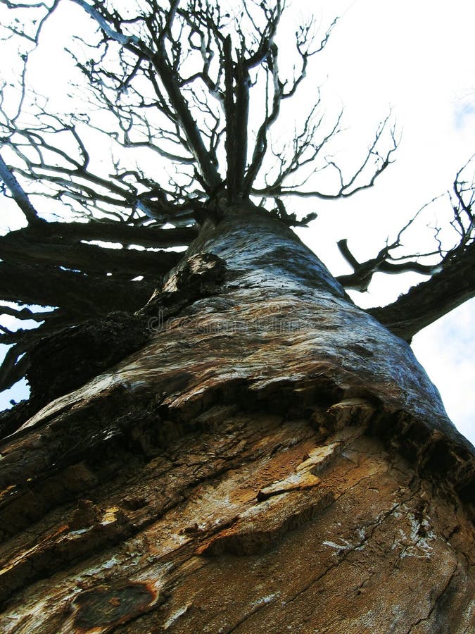 Alone Tree Picture. Image: 2266312