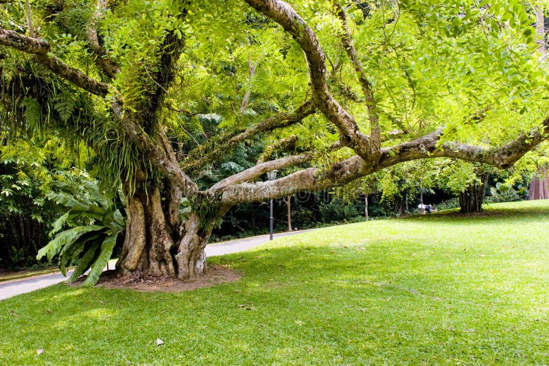 Crippled Tree stock image. Image of stones, stone, sunrays - 347983