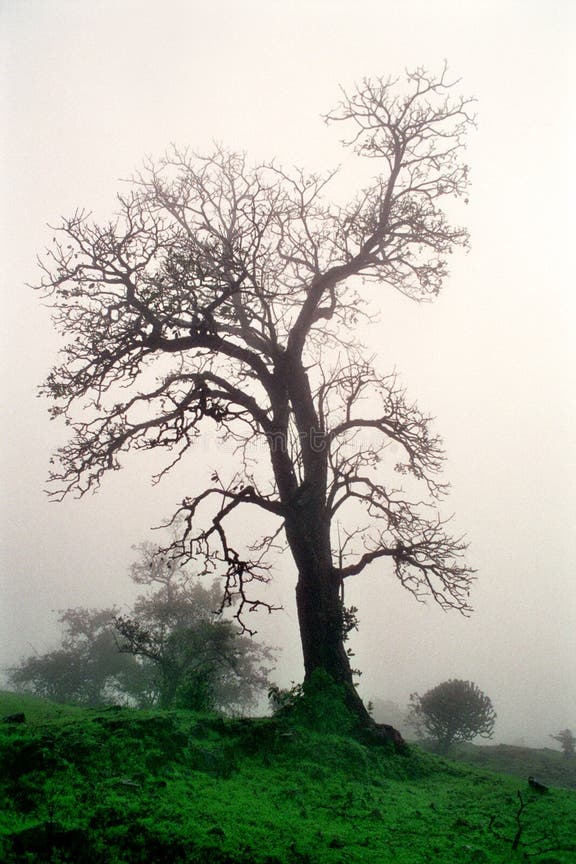 Old tree stock image. Image of pune, season, green, huge - 1281189
