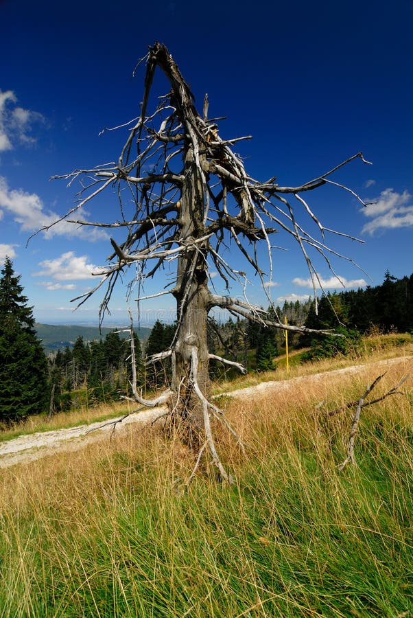 Old tree stock image. Image of tree, trees, forest, sunny - 1292459
