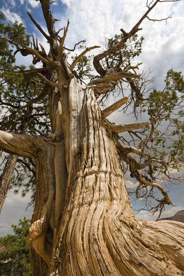 Old tree stock photo. Image of erosion, desert, carved - 12995954