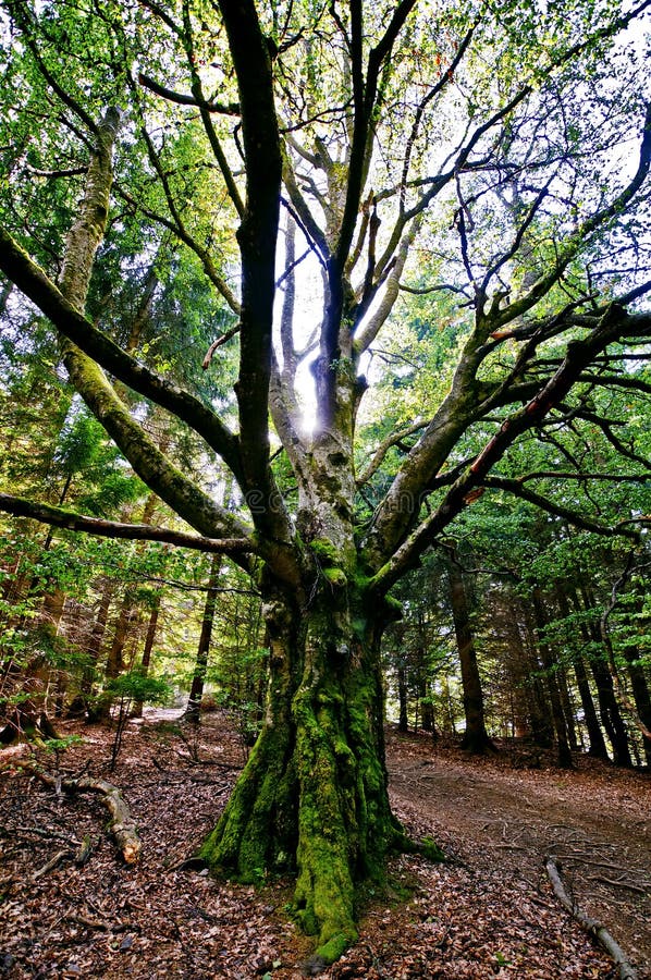 Old tree stock image. Image of background, environment - 16516067