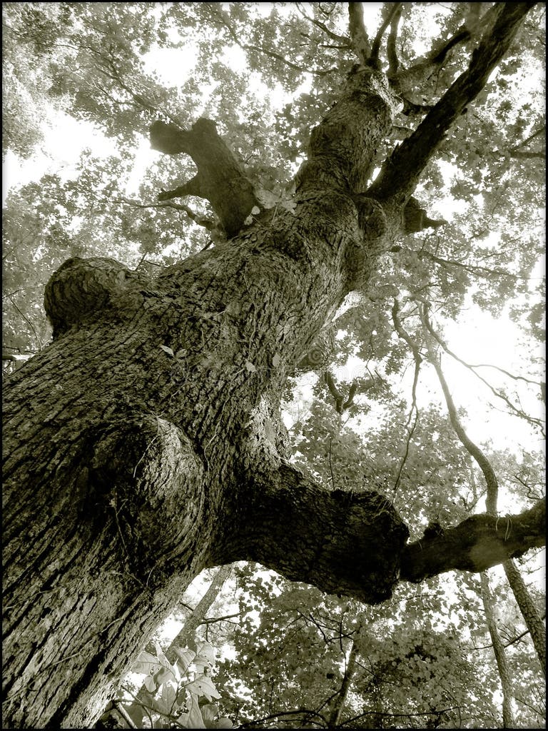 18,515 Old Scary Tree Stock Photos - Free & Royalty-Free Stock Photos ...