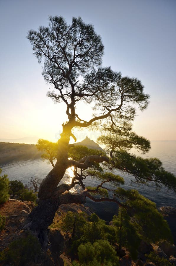 Old tree stock image. Image of rock, mountain, ornamental - 21542821