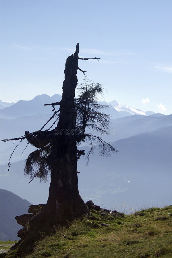 Old tree stock photo. Image of alpine, alps, trunk, panorama - 2305340