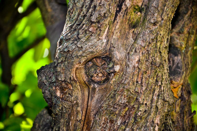 Branchless Tree Pointing Skywards Stock Image - Image of tree, wicker ...