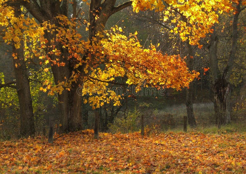 Old tree stock photo. Image of leaves, yellow, forest - 27459466