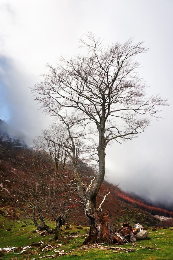 Old tree stock photo. Image of nature, flora, tree, branch - 28357166