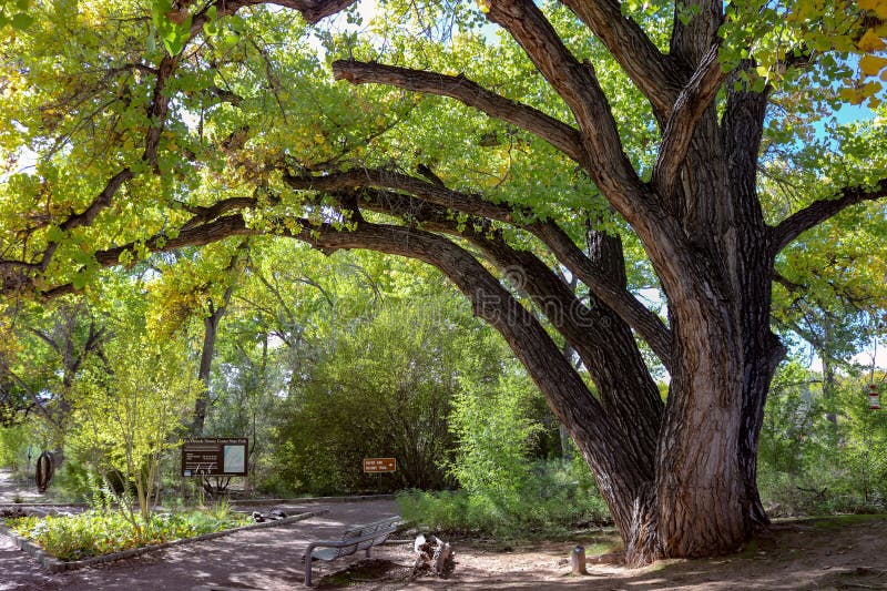 Large Shade Stree on a Nature Trail at the Rio Grande Nature Center ...