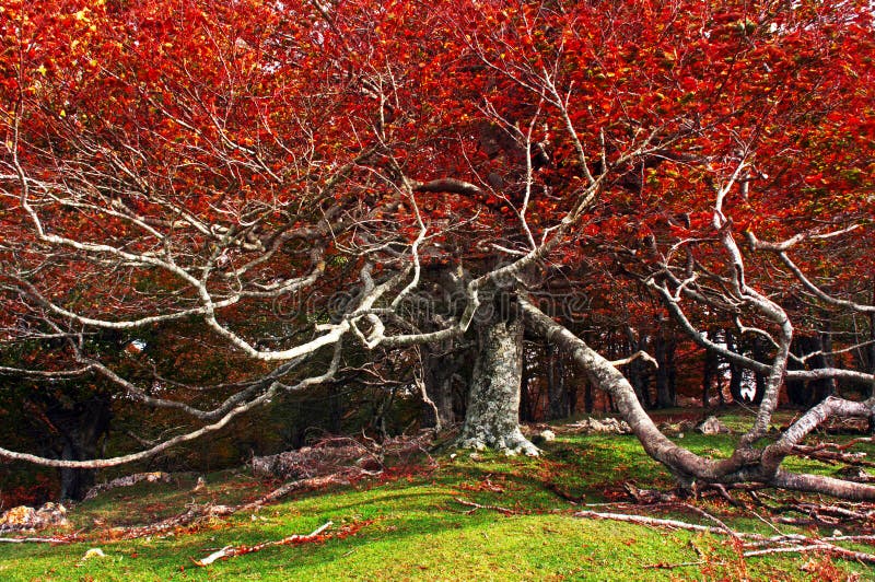Old tree stock photo. Image of idyllic, leaves, huge - 29327814