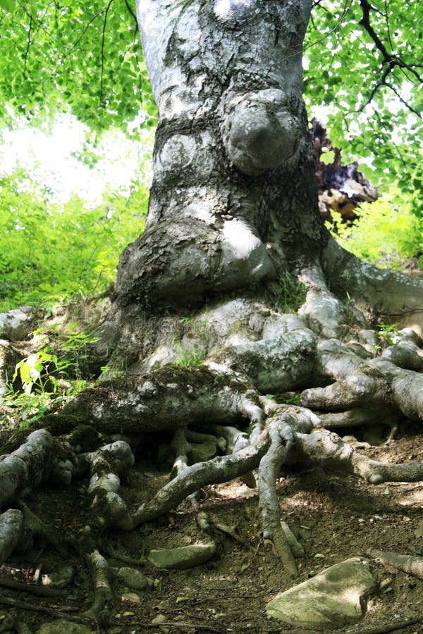 Old Tree Picture. Image: 3106185