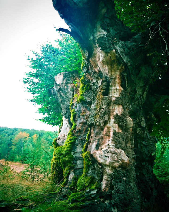 Old tree stock image. Image of beech, mist, forest, mountain - 3195447