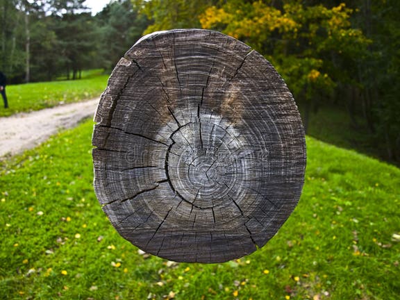 Old tree stock image. Image of messy, dirty, pine, stain - 38156383