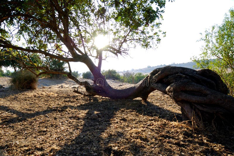 Old Tree Picture. Image: 6064963