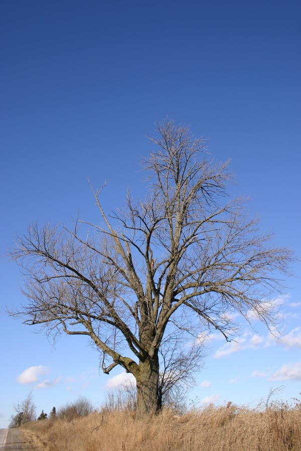 Old oak tree winter stock image. Image of high, trunk, majestic - 522383