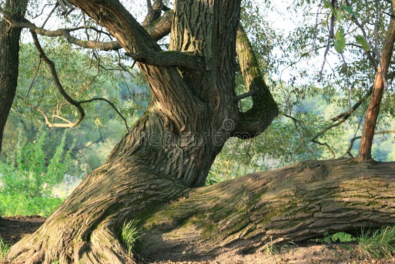 Old tree stock photo. Image of tree, green, strength, forest - 6202674