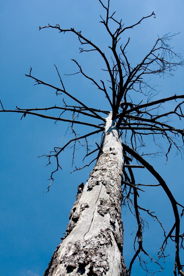 Old Tree Picture. Image: 6266610