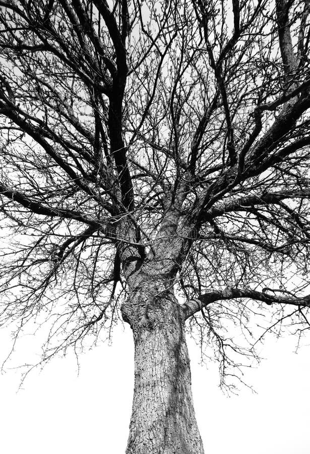 Old tree stock image. Image of monochrome, flora, solitary - 7086127