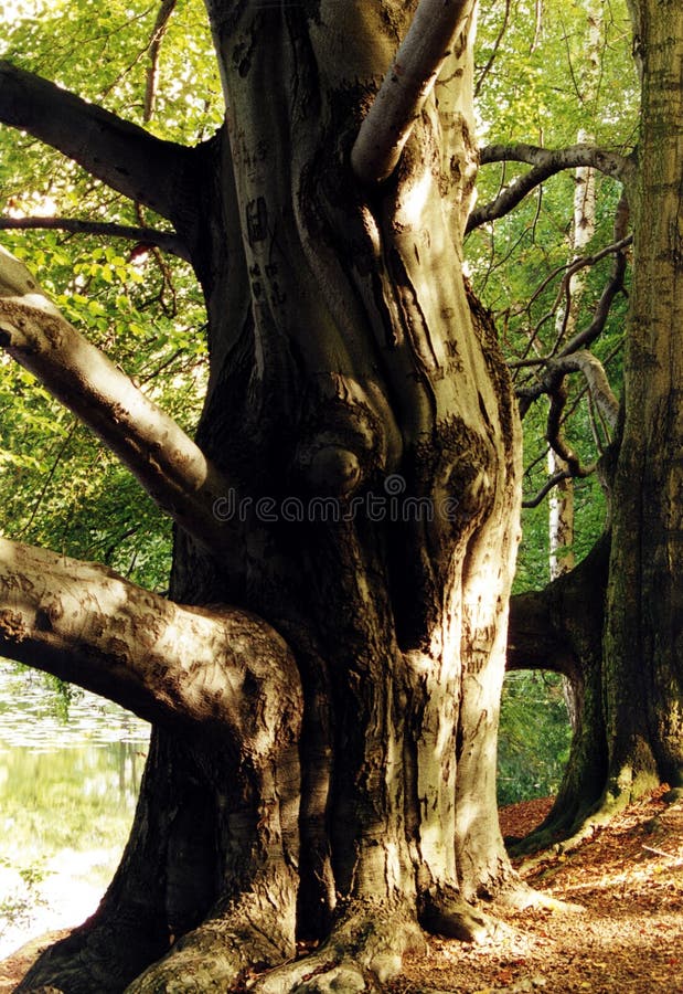 OLD TREE stock image. Image of wood, forest, crevices, tree - 717415