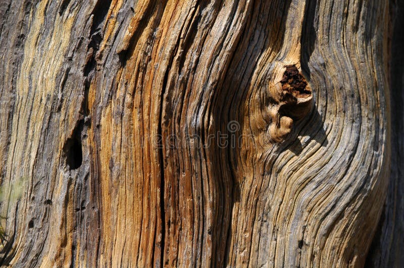 Old Tree stock photo. Image of ancient, ligneous, forest - 762966