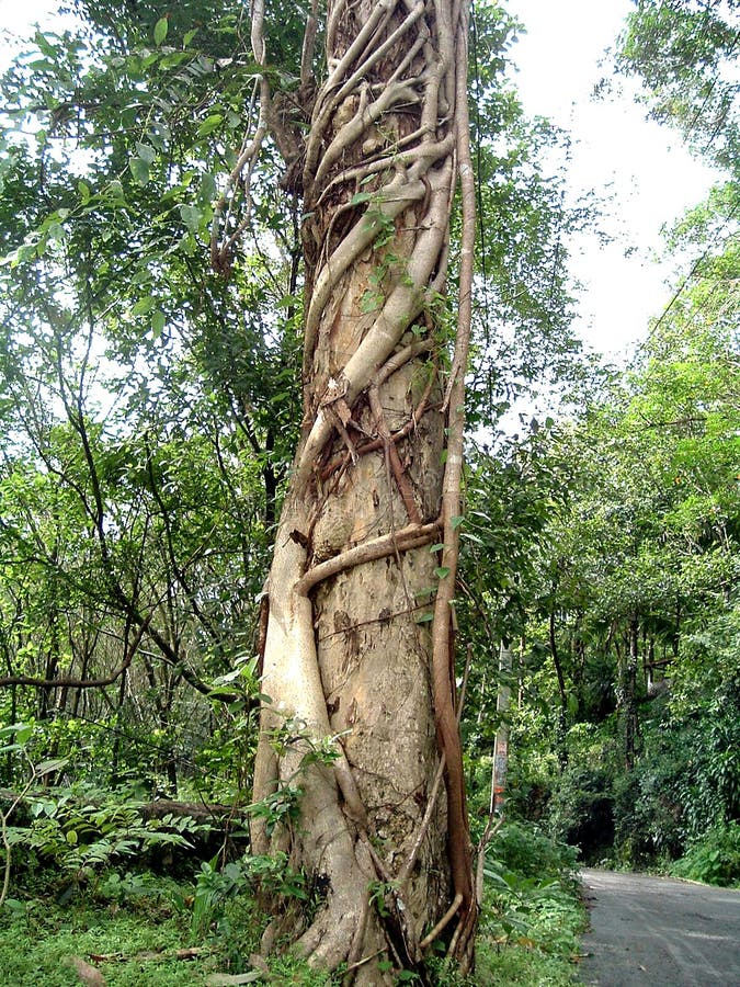 Old Tree stock image. Image of road, greenary, tree, kerala - 83487