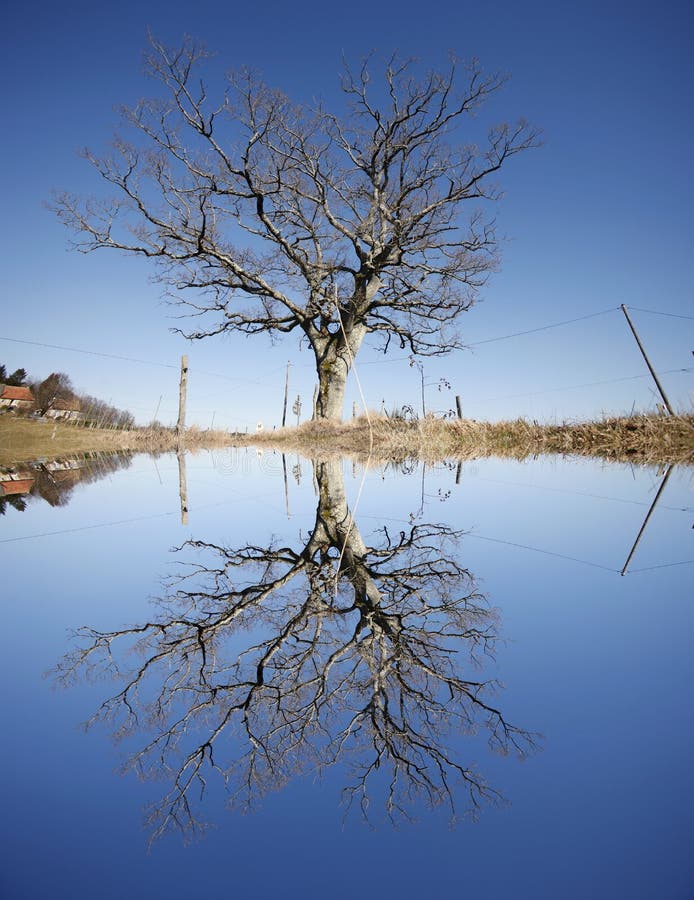 Old Tree Picture. Image: 8413439