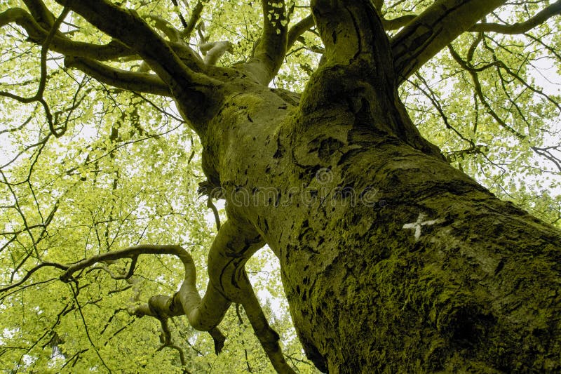 Old Tree stock photo. Image of environment, conservation - 9130206