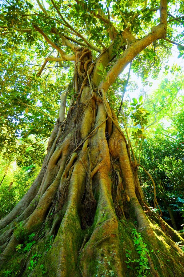 Old tree stock photo. Image of aerating, green, looking - 9433738