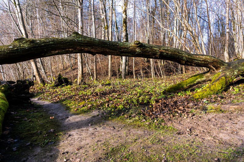 An Old Tree Across a Path in the Woods Stock Image - Image of leaves ...