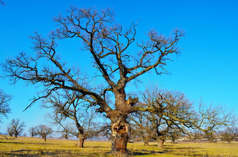 Old tree stock photo. Image of tree, branch, ancient - 50683452