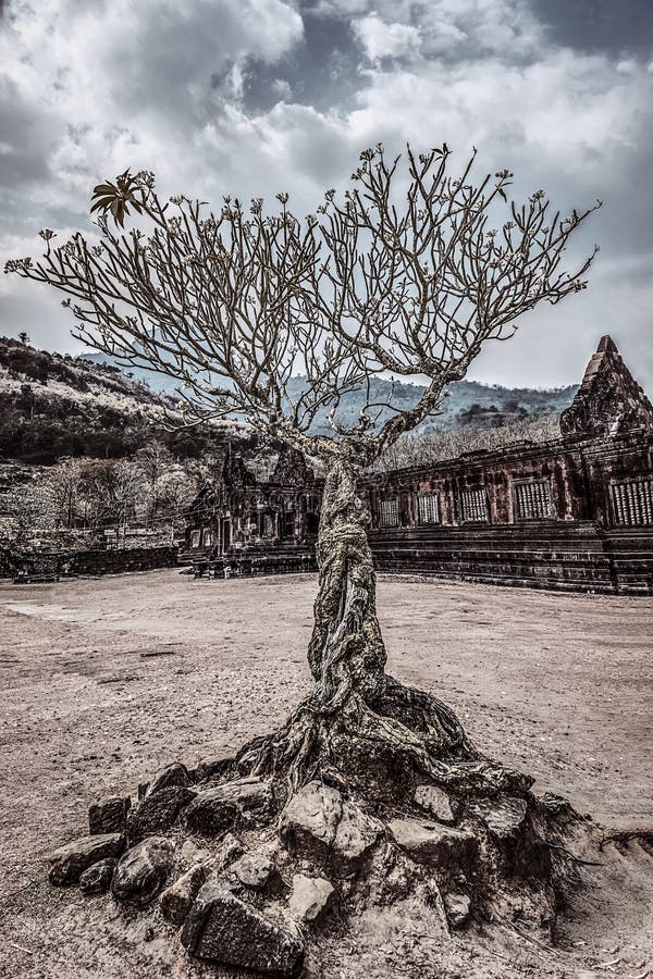 The Old Tree with Ancient Temple on a Background Stock Photo - Image of ...