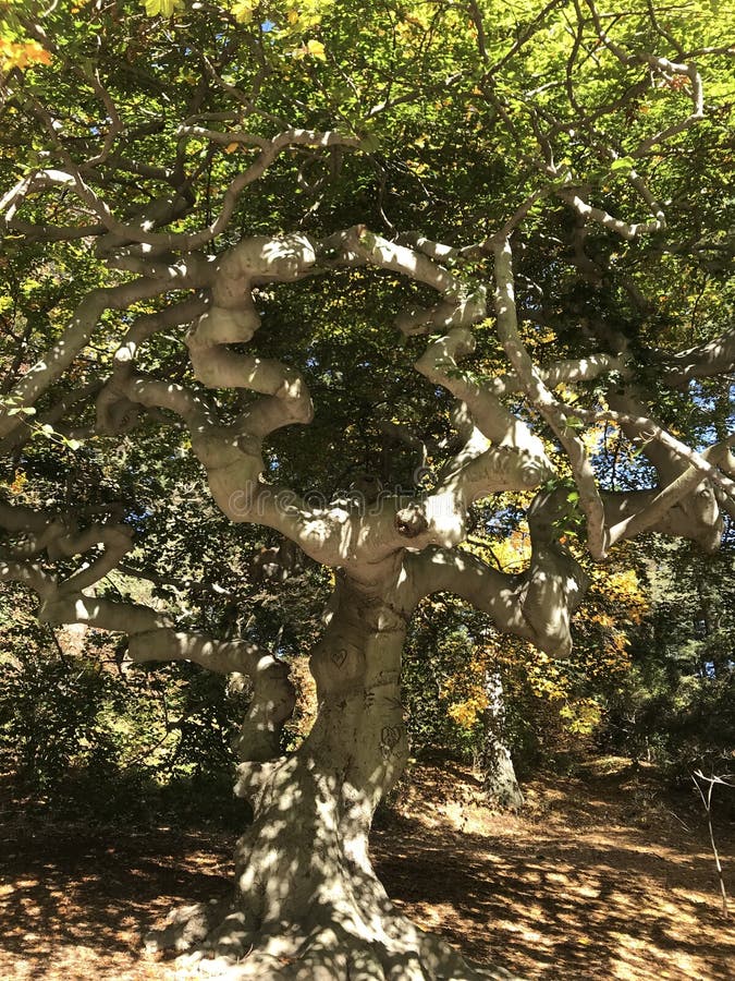 Old Tree in Arnold Arboretum of Harvard University. Stock Image - Image ...